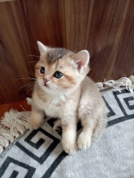 Золотистая шиншила дев. 1.5 мес