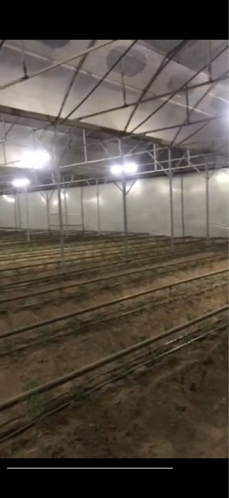 Parnik, Teplitsa MATERIALLARI SOTUVDA 7 Sotik