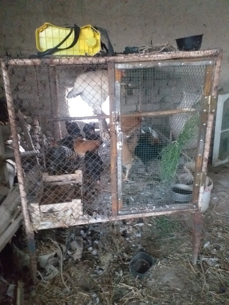 4 ta tovuq katagi bilan sotiladi