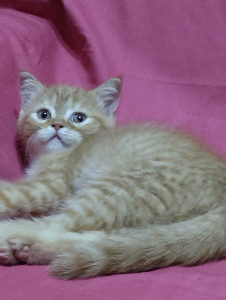 Продам шотландских котят