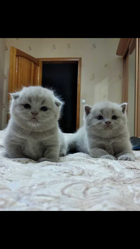 Кот на вязку ждет привитых невест