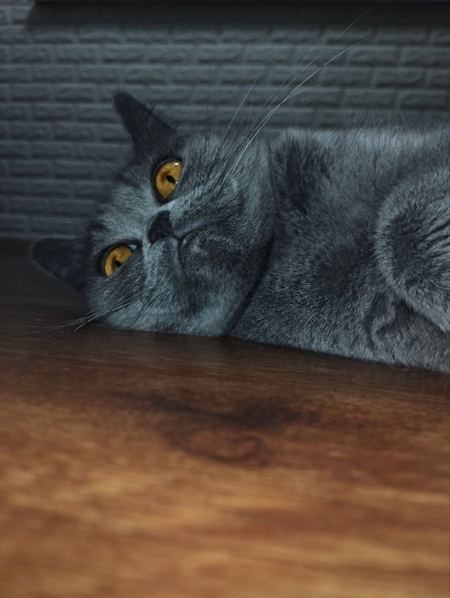 Вислоухие скотиш страйт.