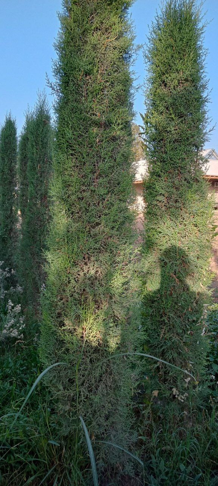 Archalarga forma beramiz