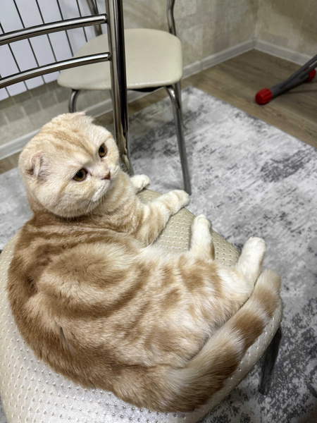 Скоттиш Фолд (самец )