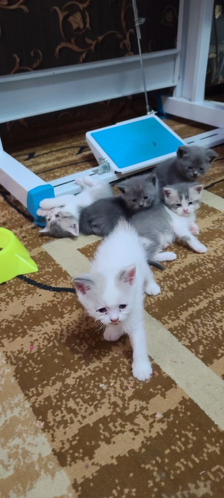 Продаётся Продаются котята!!! Есть страйты и фолды .