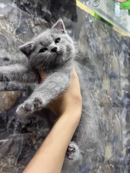 Котёнок скоттиш страйт