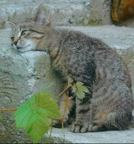 мушукчалар, ажойиб шўх-шодон