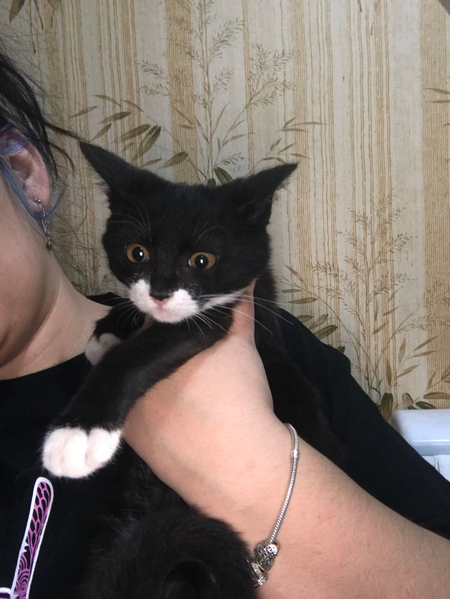Отдам котёнка в хорошие руки