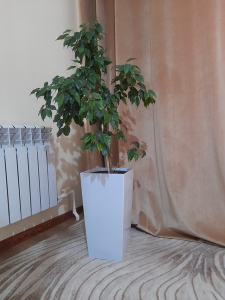 Комнатные и офисные растения.