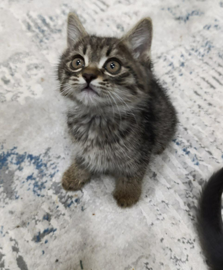 Продаётся котёнок