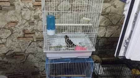 Продам канарейки