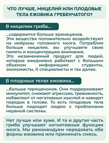 Lion's mane  Ежевик Гребечатый - 100% натуральный гриб ноотроп.