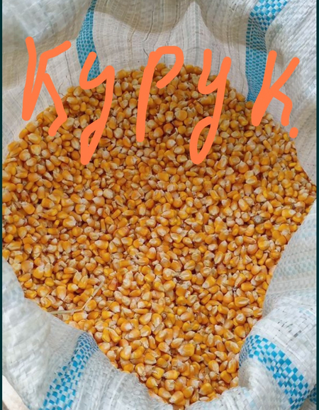 Маккажухори Дони