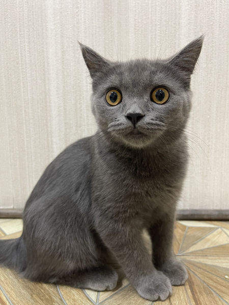 Продаётся котенок
