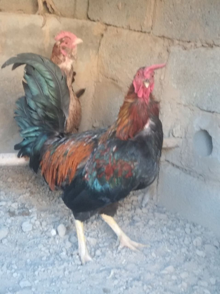 Xoʻroz sotiladi.