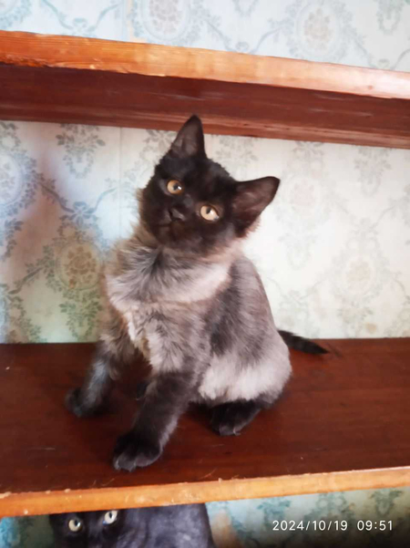 Котята в добрые руки. смотрите фото