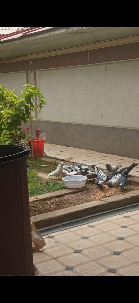 Kabutar sotiladi