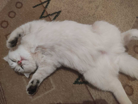 Приглашаем на вязку, серебристый вислоухий кот.