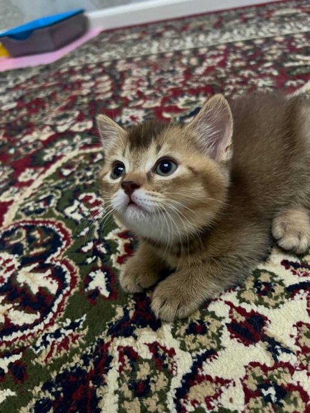 Шотландские котята Скоттиш Фолд серебристая шиншилла