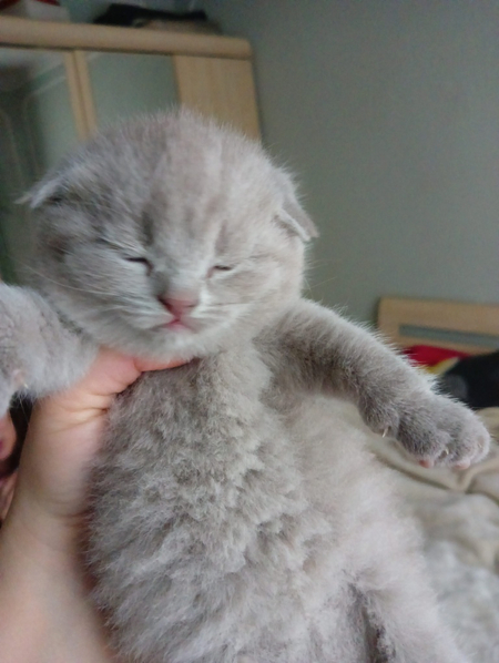 Продам котят вислоушки