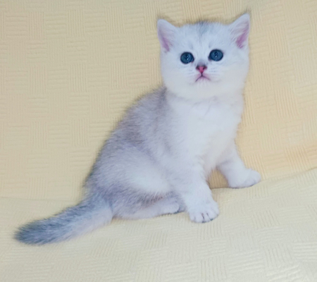 Открывается бронь на котят