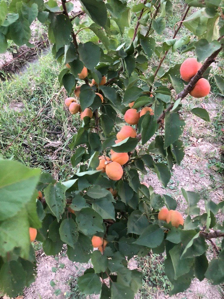 ZOLDORI rubitsa g'ulun kur sodiq va boshqa yangi sortlar