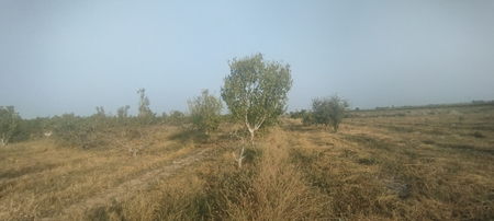 Bog\\\' 7 yilik o\\\'tin uchun yangi kuchat ekamiz
