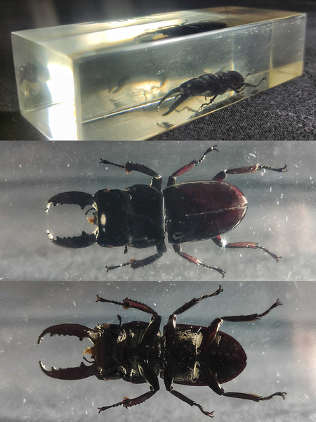 Жук-Олень. Dorcus Titanus. Коллекционное Натуральное Насекомое