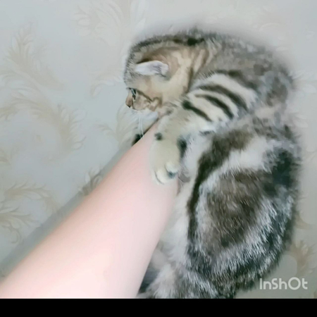Шотландские котята