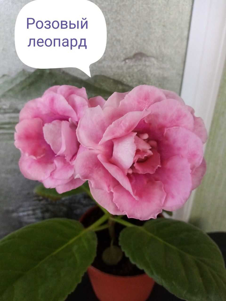 Продаются детки глоксиний
