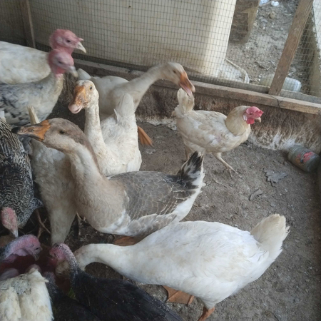 Gʻozlar oilasi sotiladi 4ta makyon 1ta xoʻroz