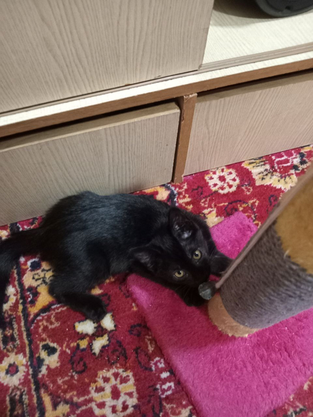 Отдам котенка в хорошие руки