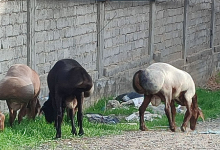 Qochqorla sotiladi