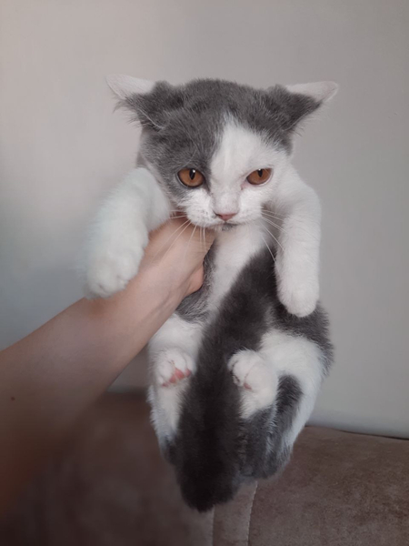 Шотландские котята