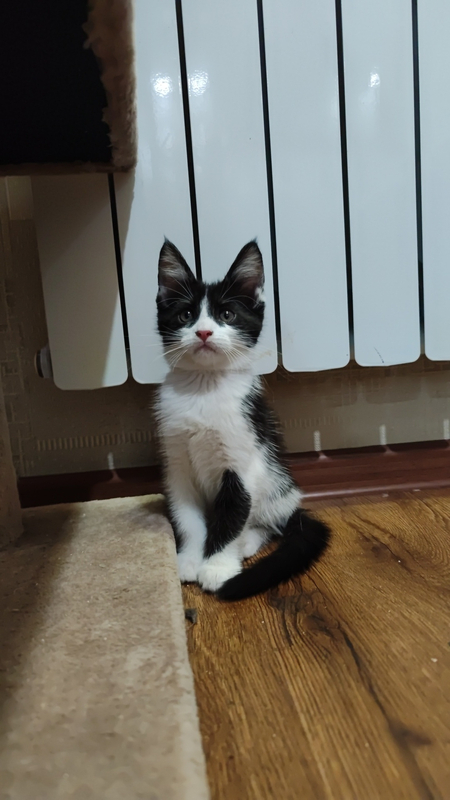 Мей Кун метис  котенок девочка
