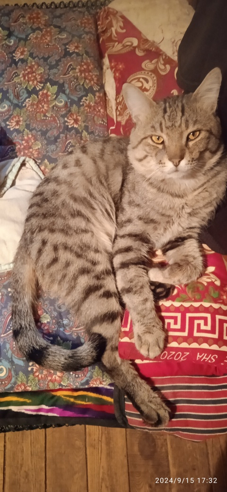 Отдам бесплатно кота и кошку в хоррошие руки