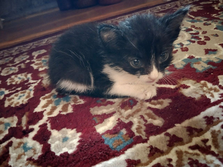 Маленький котенок
