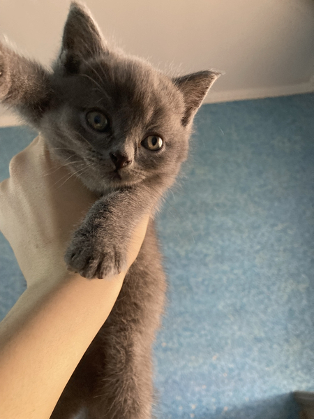 Скоттиш страйт
