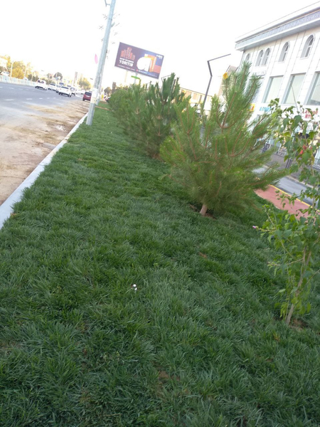 Gazon va daraxitlar ekamiz garatiya beriladi toshkent shaharda .