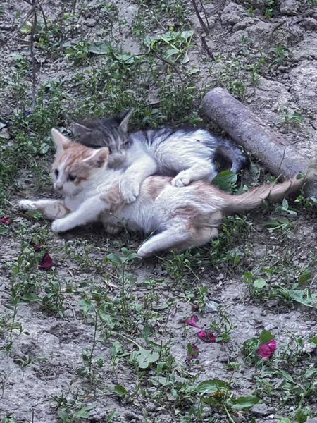 Котята даром в добрые руки