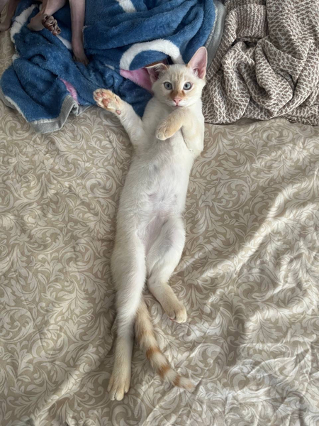 Ищу хозяев для котенка