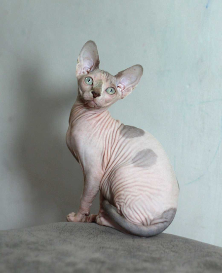 Котятатки Сфинск