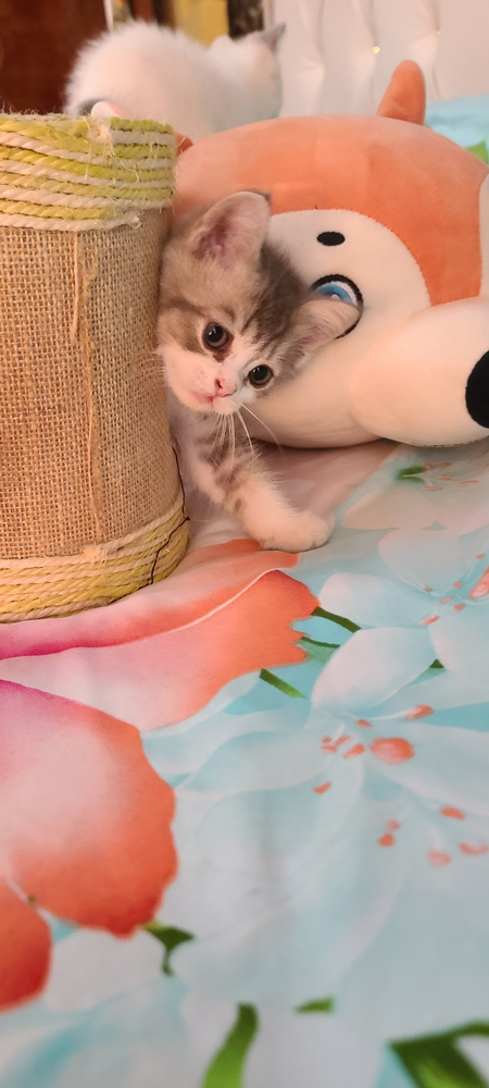 Продаётся породистий котята Страйт.