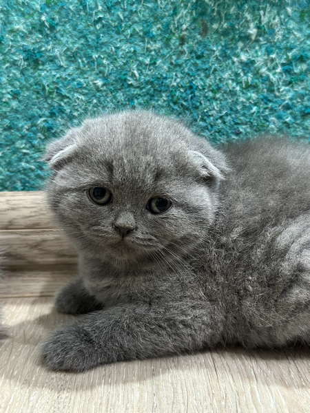 Продаются котята Скоттиш Фолд