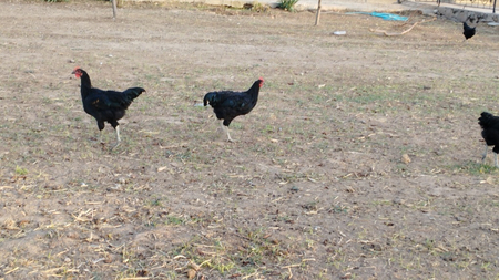 Qora shaxzoda xoʻroz 7 oylik
