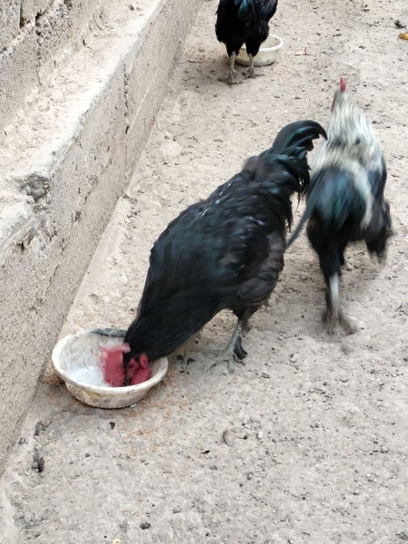 Srochna sotiladi Damashni Qora Shaxzoda tovuq xo\\\'rozlari soni 8 ta