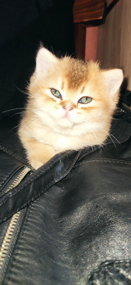 Британец котёнок