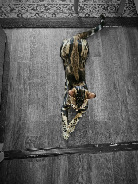 Бенгальские котята
