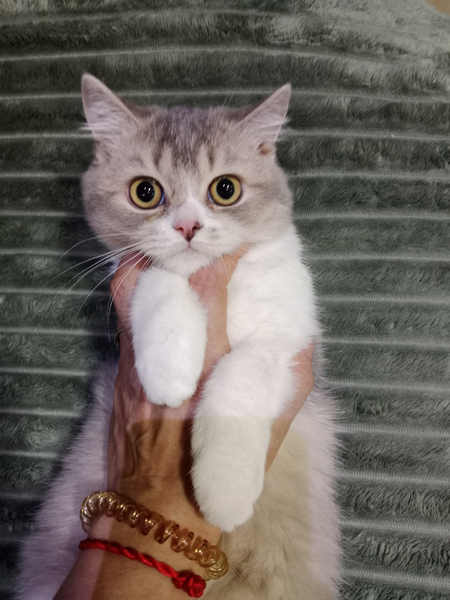 Котёнок в хорошие руки