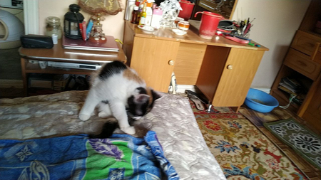 Отдам котят в добрые руки